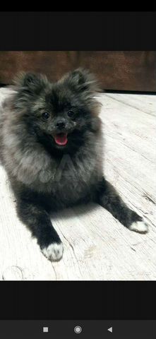 Щенок немецкого шпица