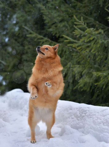 Лада ищет дом