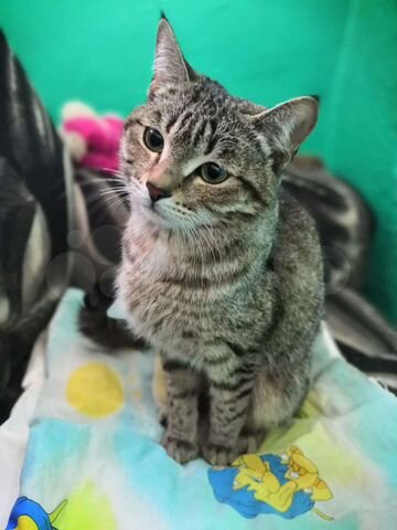 Кошка в добрые рукт