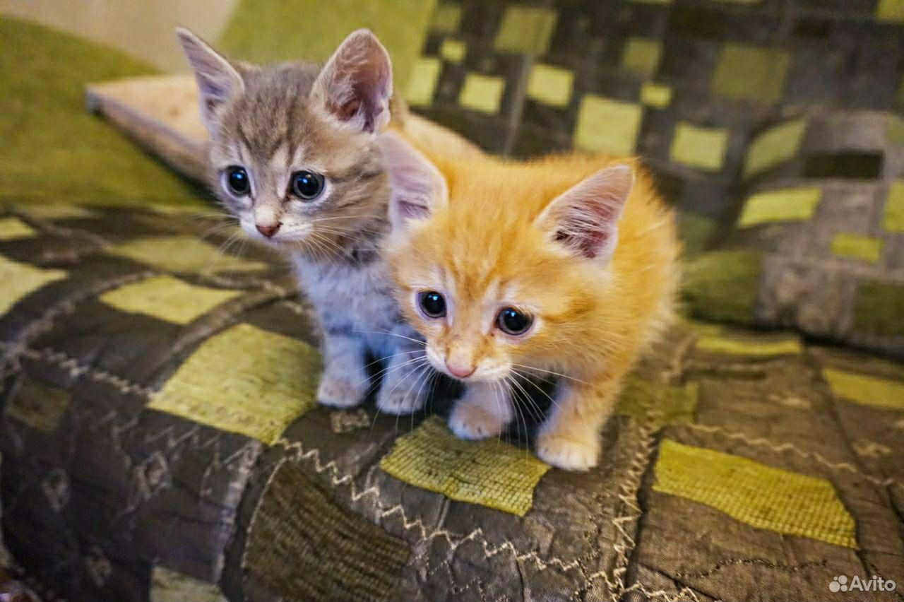 Чудные котята