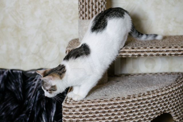 Котята очень хотят домой