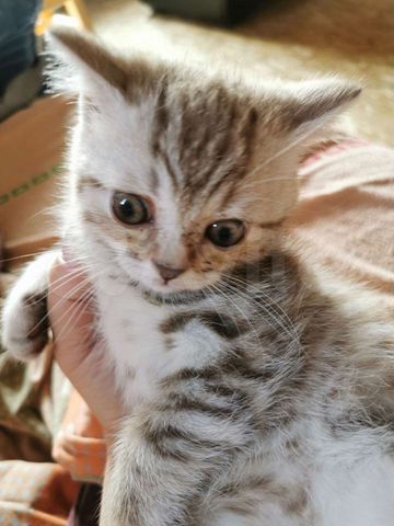Котенок Британец девочка