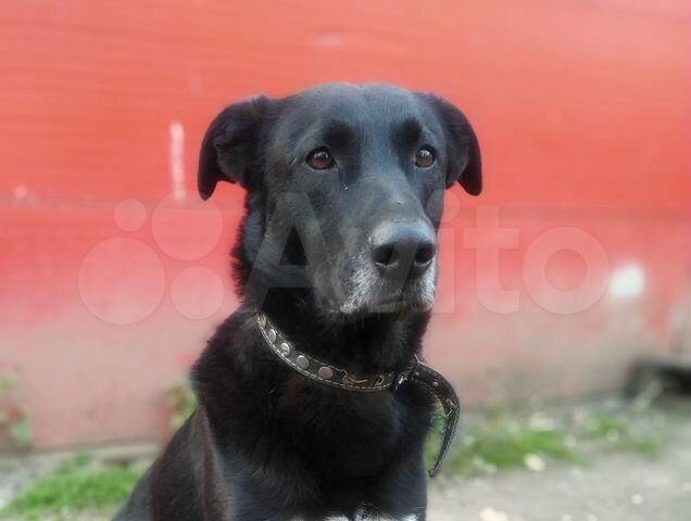 Черныш в добрые руки