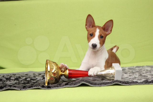 Шенки Басенджи (африканская нелающая собака)