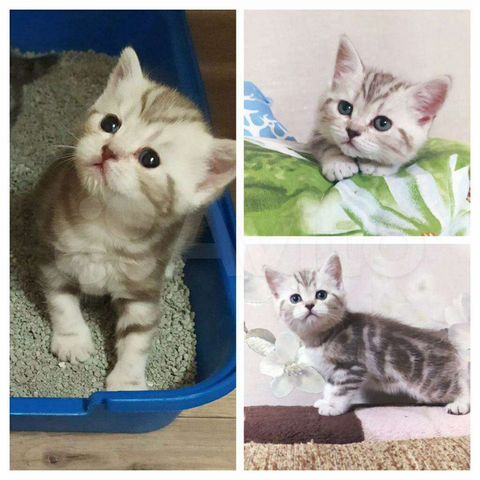 Британская