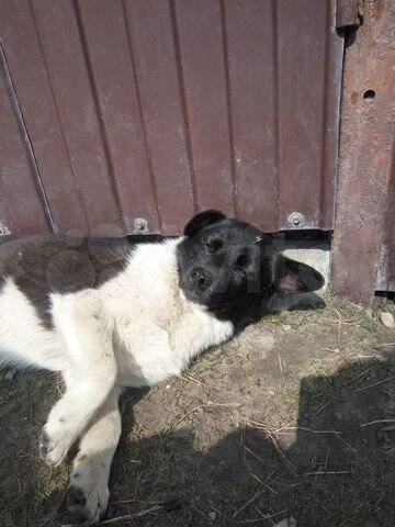 Молодые собачки