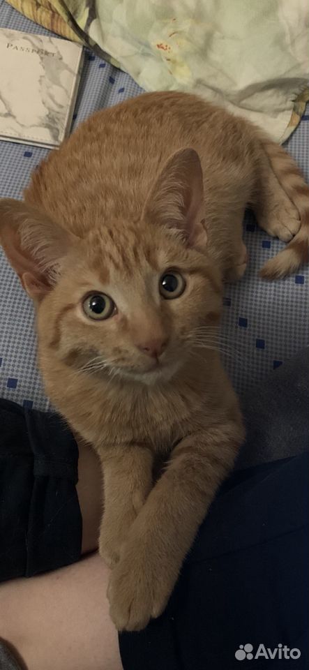 Рыжий котенок в добрые руки