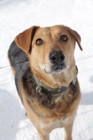 Метис русской гончей