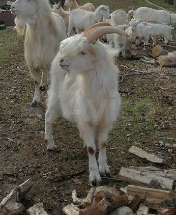 Продам козла