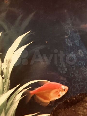 Рыбки теренции и данио