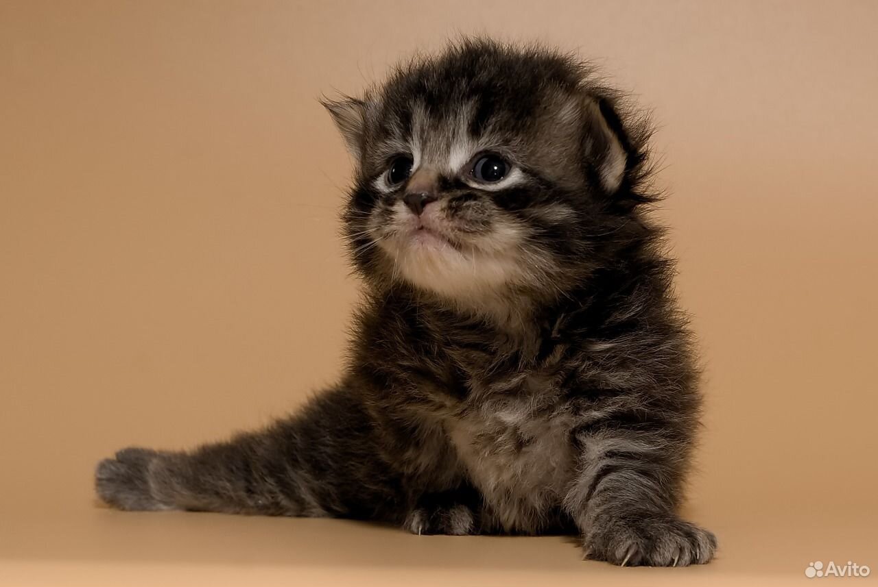 Сибирский котенок Кекс с док-ми