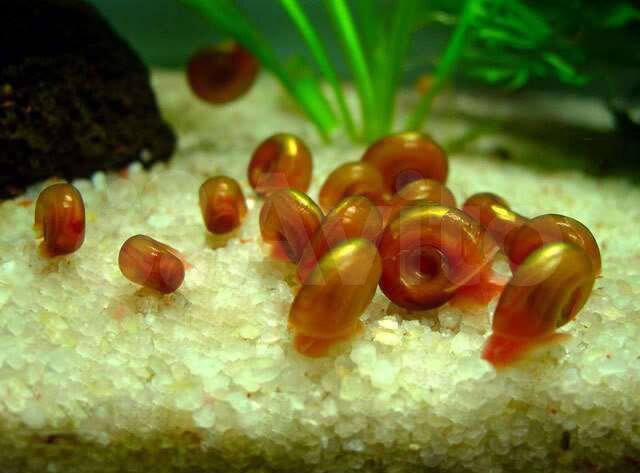 Улитки катушки обмен