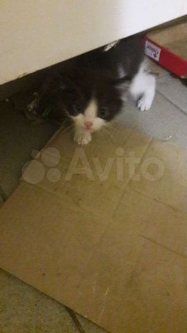 Котята котенок котёнок