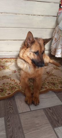 Овчарка метис в добрые руки