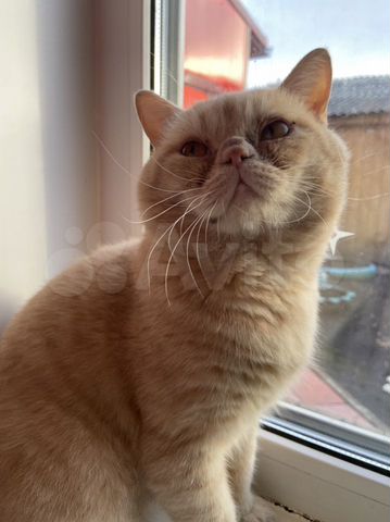 Котик в добрые руки