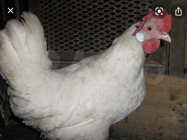 Куры несушки