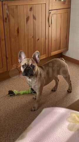 Французский бульдог