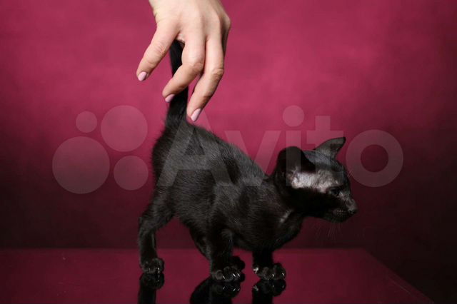 Ориентальныя чёрная девочка / котята ориениалы