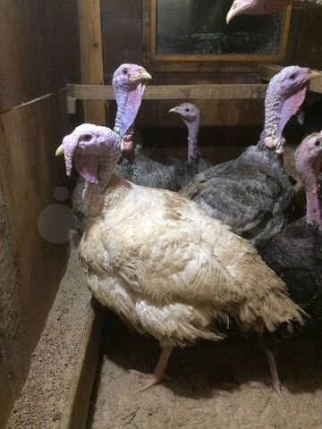 Семьи индюков 1+3. Индюки на племя или на мясо