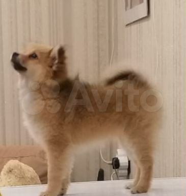 Шпиц девочка