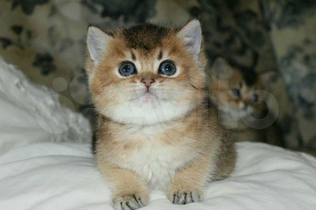 Котятки мрамор на золоте, золото, серебро