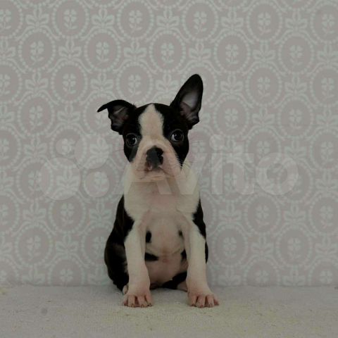 Бостон терьер