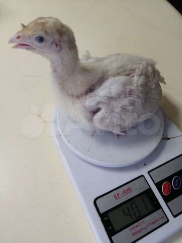 Индюшата 2-х недельные