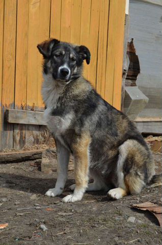 Собаки бесплатно в добрые руки щенки