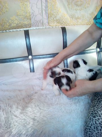 Щенки 1,5 мес бивер йорк. мальчик