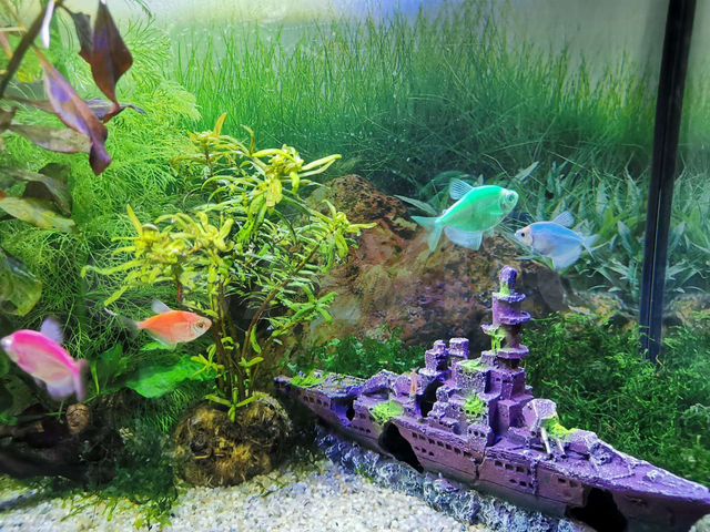 Тернеция гло