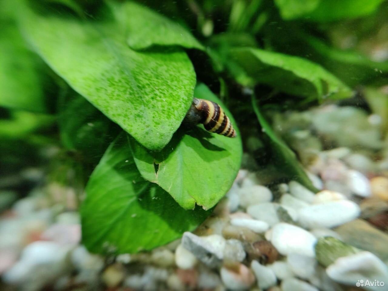 Улитка Хелена