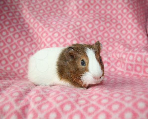 Морские свинки и мини кролики. питомник